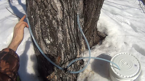 Raw Maple Sap - The Health Benefits of Drinking Maple Water - The Do It ...
