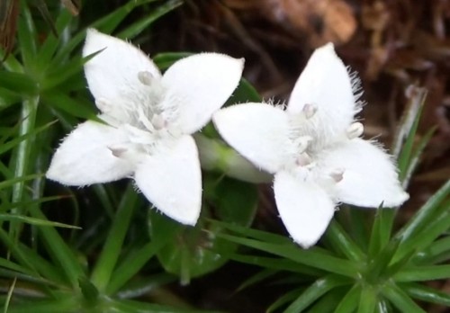 Partridge Berry A Special Wild Edible & Natural Medicine - The Do It ...