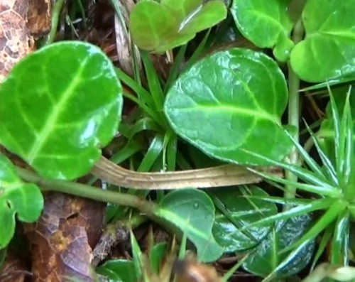 Partridge Berry A Special Wild Edible & Natural Medicine - The Do It ...