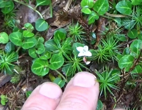 Partridge Berry A Special Wild Edible & Natural Medicine - The Do It ...